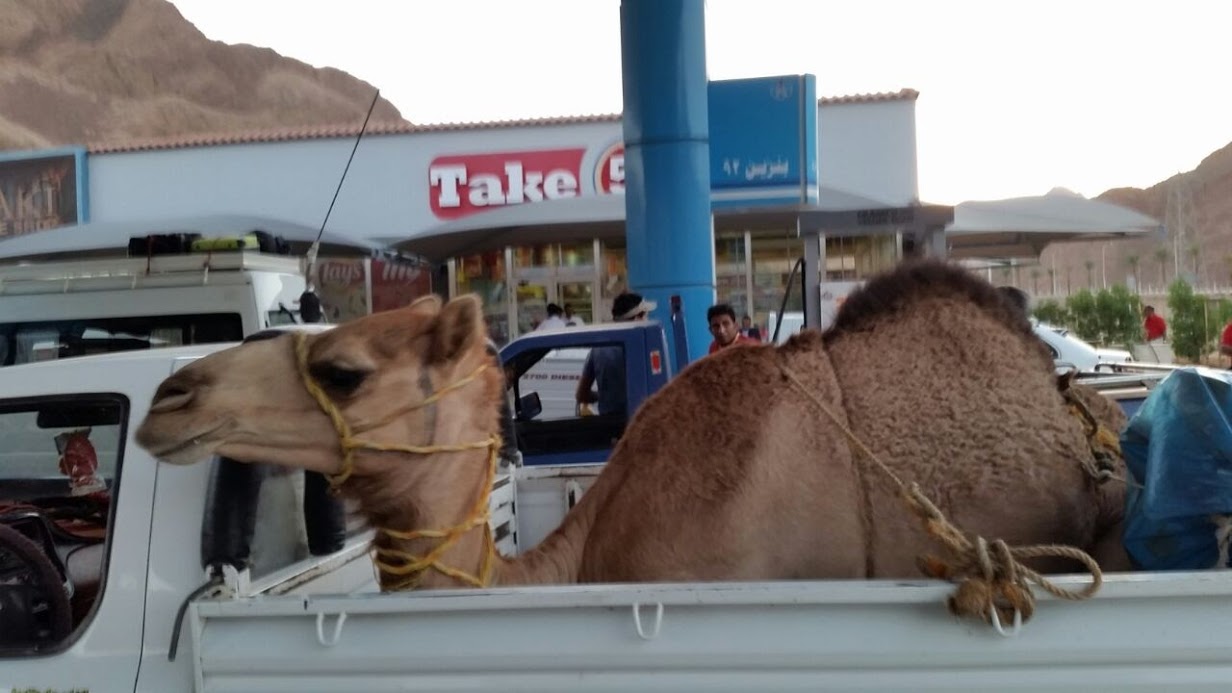 Camel on Pickup